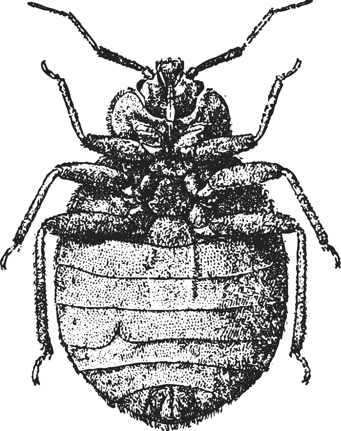 Bed Bugs - Pilbara Pest Co